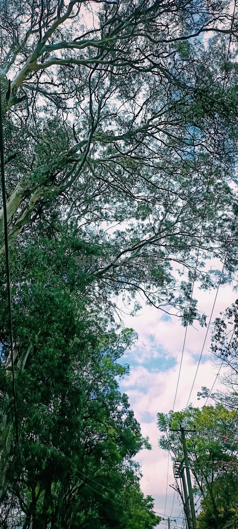 Sura Images - Ecstatic Beauty