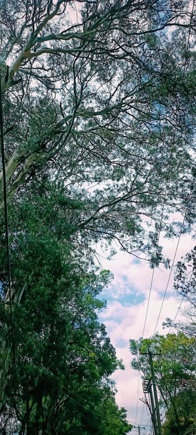 Sura Images - Ecstatic Beauty